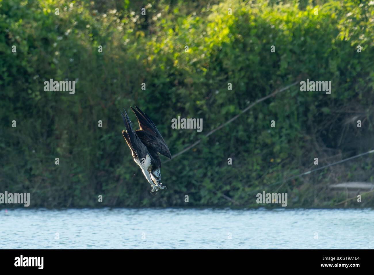 Osprey diving in the water after the fish Stock Photo - Alamy