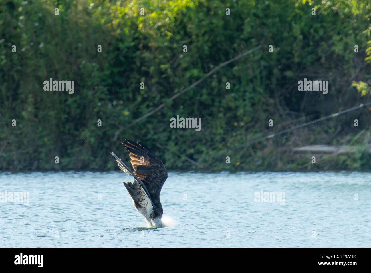 Osprey diving in the water after the fish Stock Photo - Alamy
