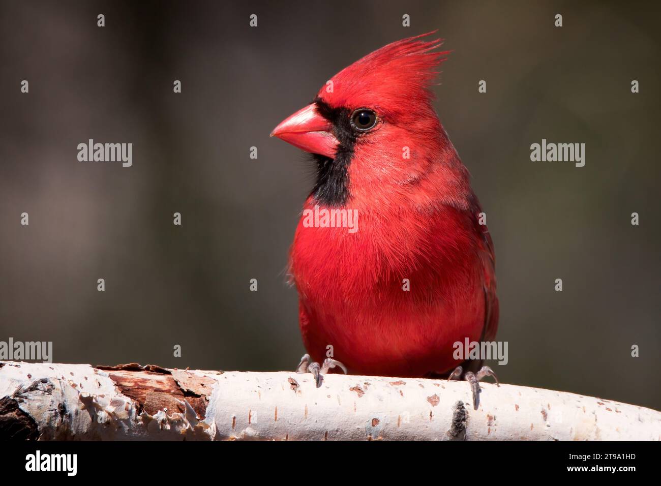 Close up male Northern Cardinal (Cardinalis cardinalis) perched on ...