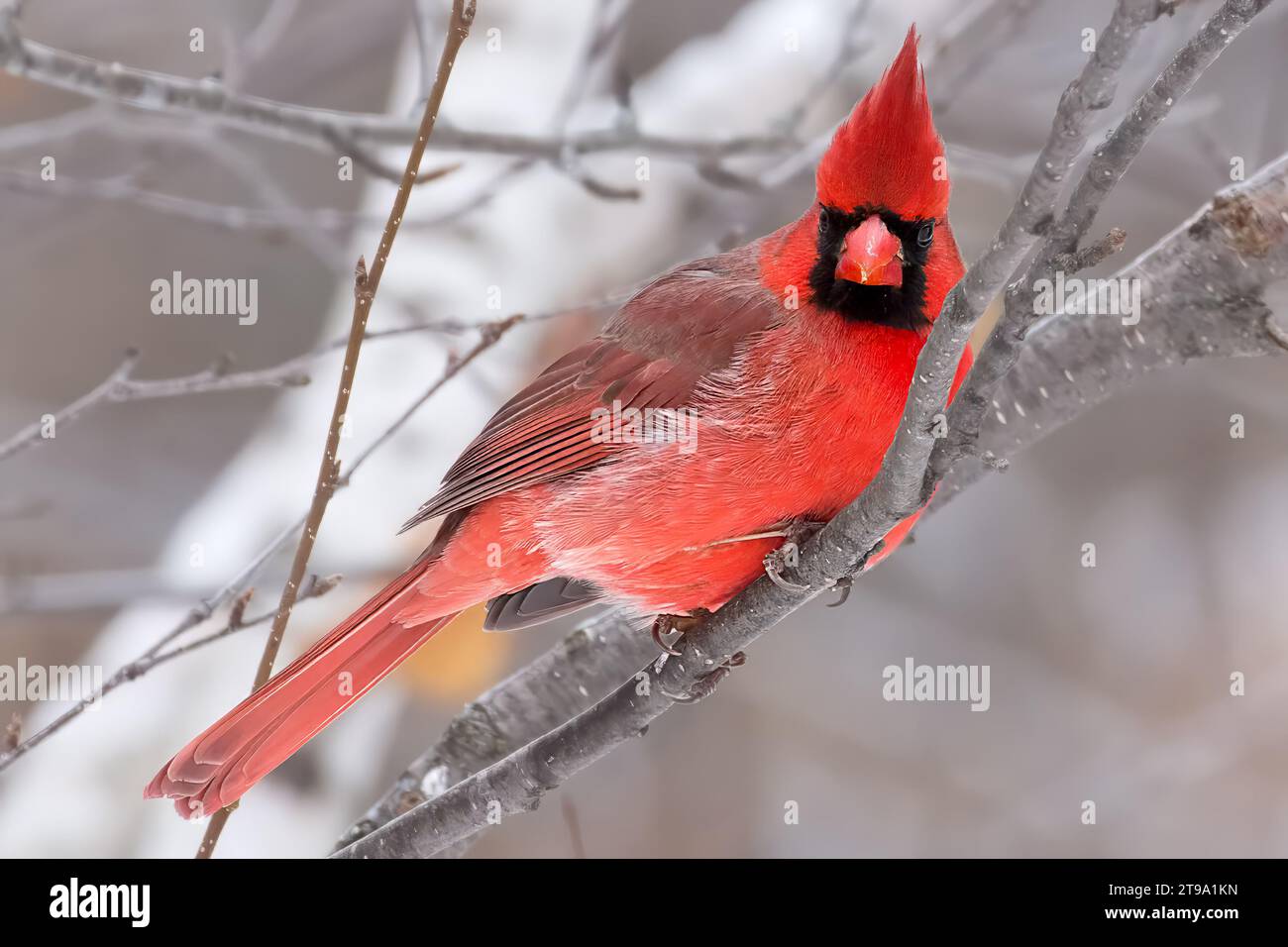 Close up male Northern Cardinal (Cardinalis cardinalis) perched on ...