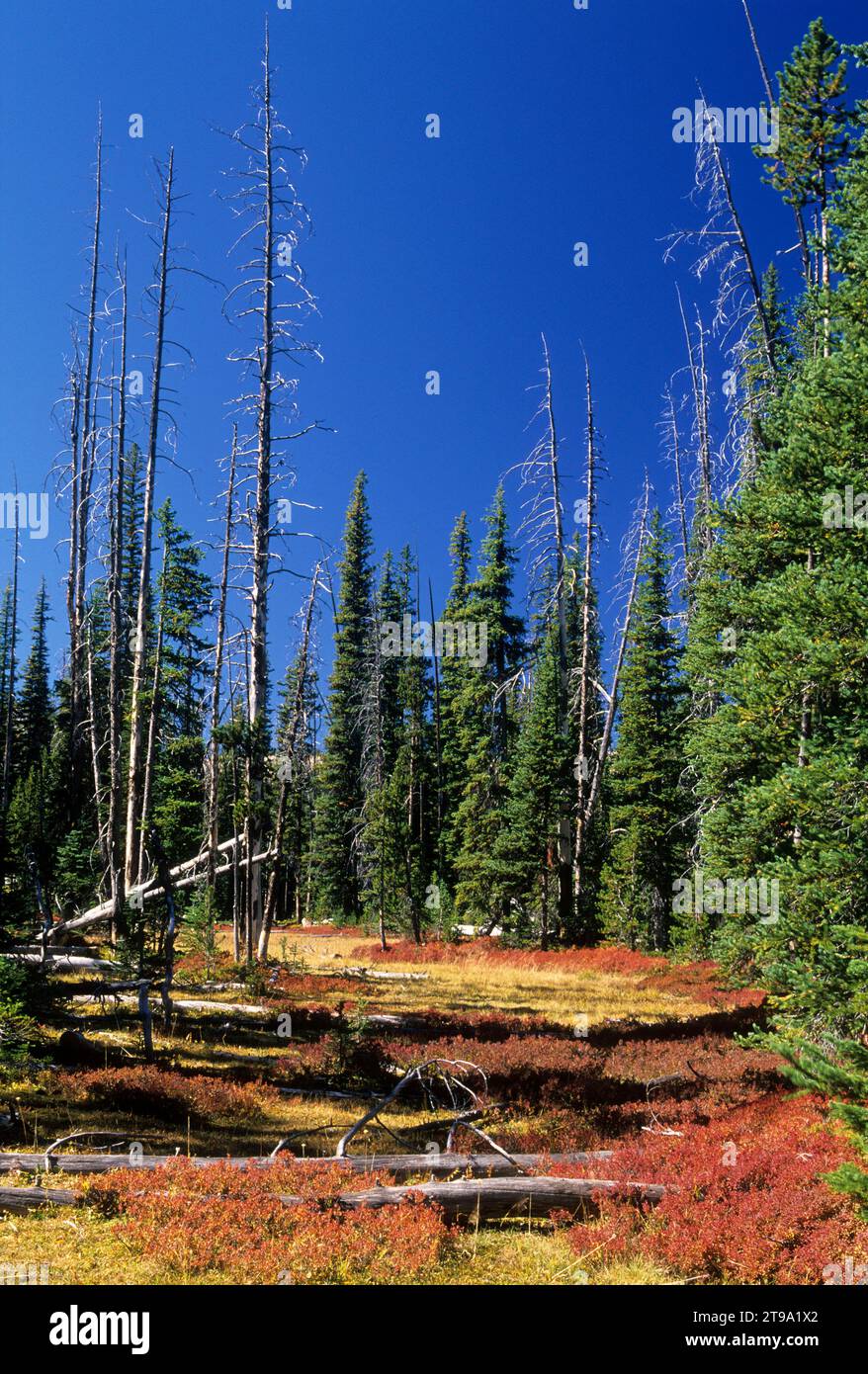 Meadow from Elkhorn Crest Trail, Wallowa-Whitman National Forest ...