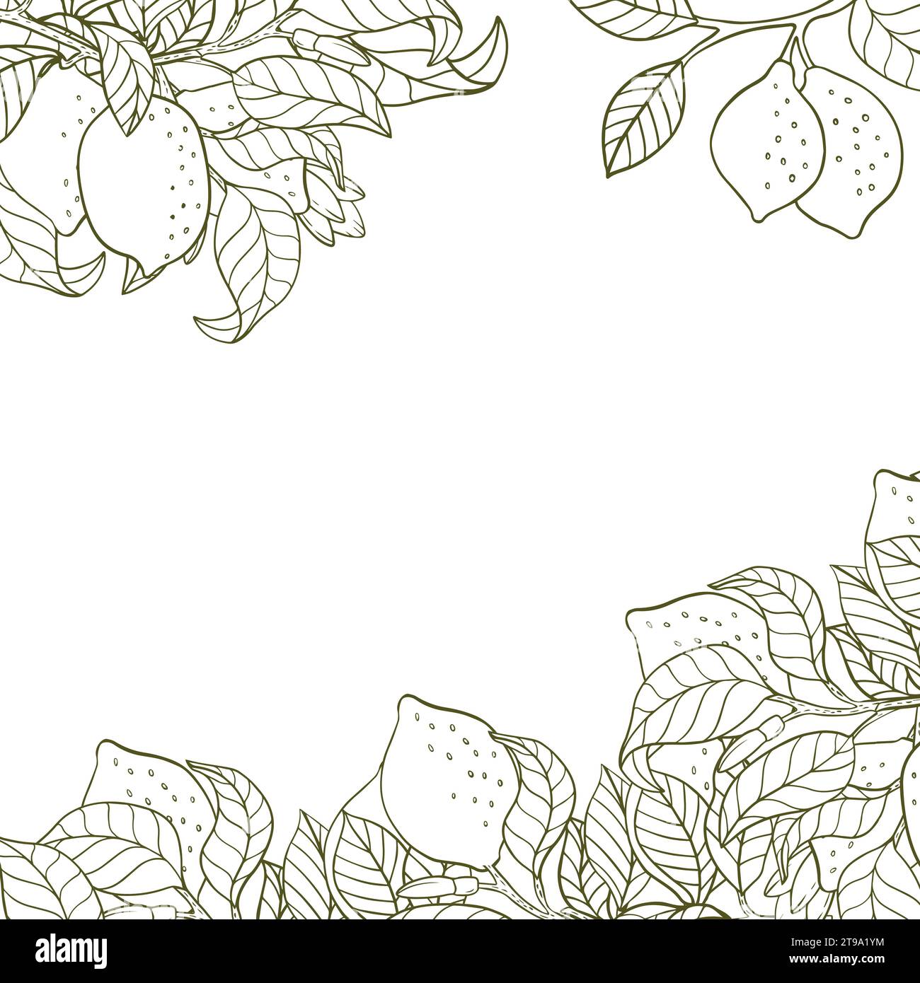 A border of lemon twigs and lemons. A composition of citrus fruits in a ...