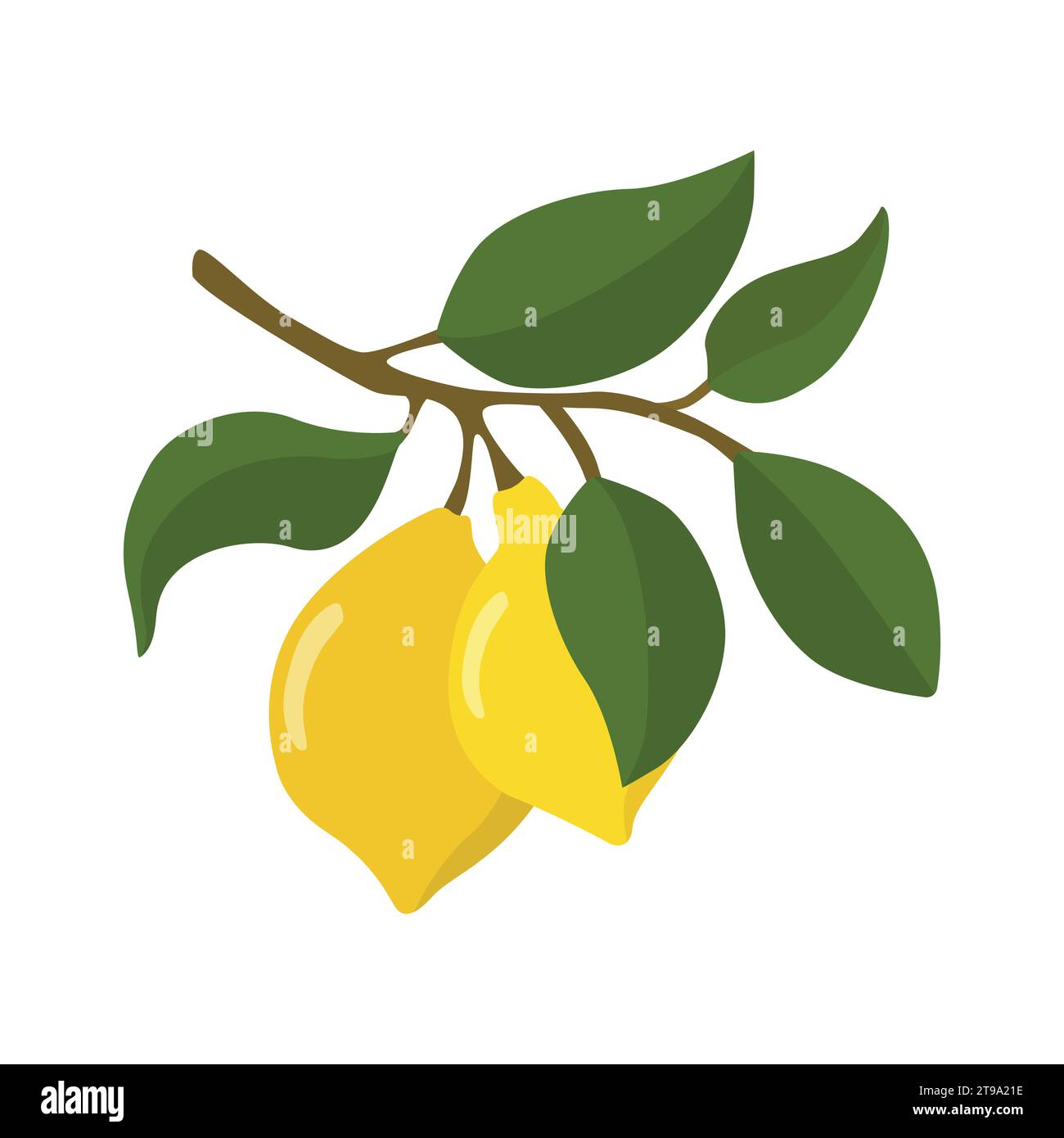 A lemon sprig with lemon fruits in a flat style. Vector illustration ...
