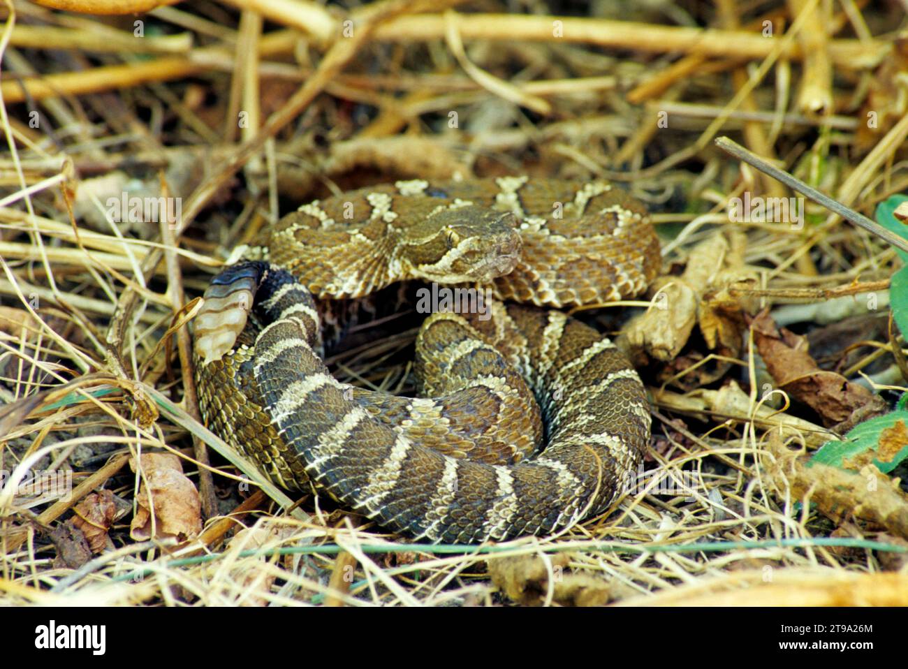 Western rattlesnake along Lower Imnaha River Trail, Imnaha Wild ...