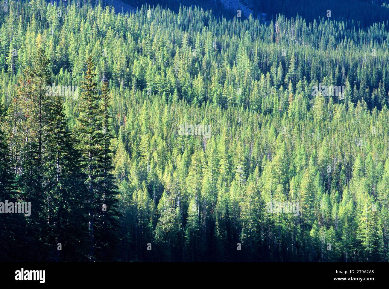 Forest above Strawberry Lake, Strawberry Mountain Wilderness, Malheur ...