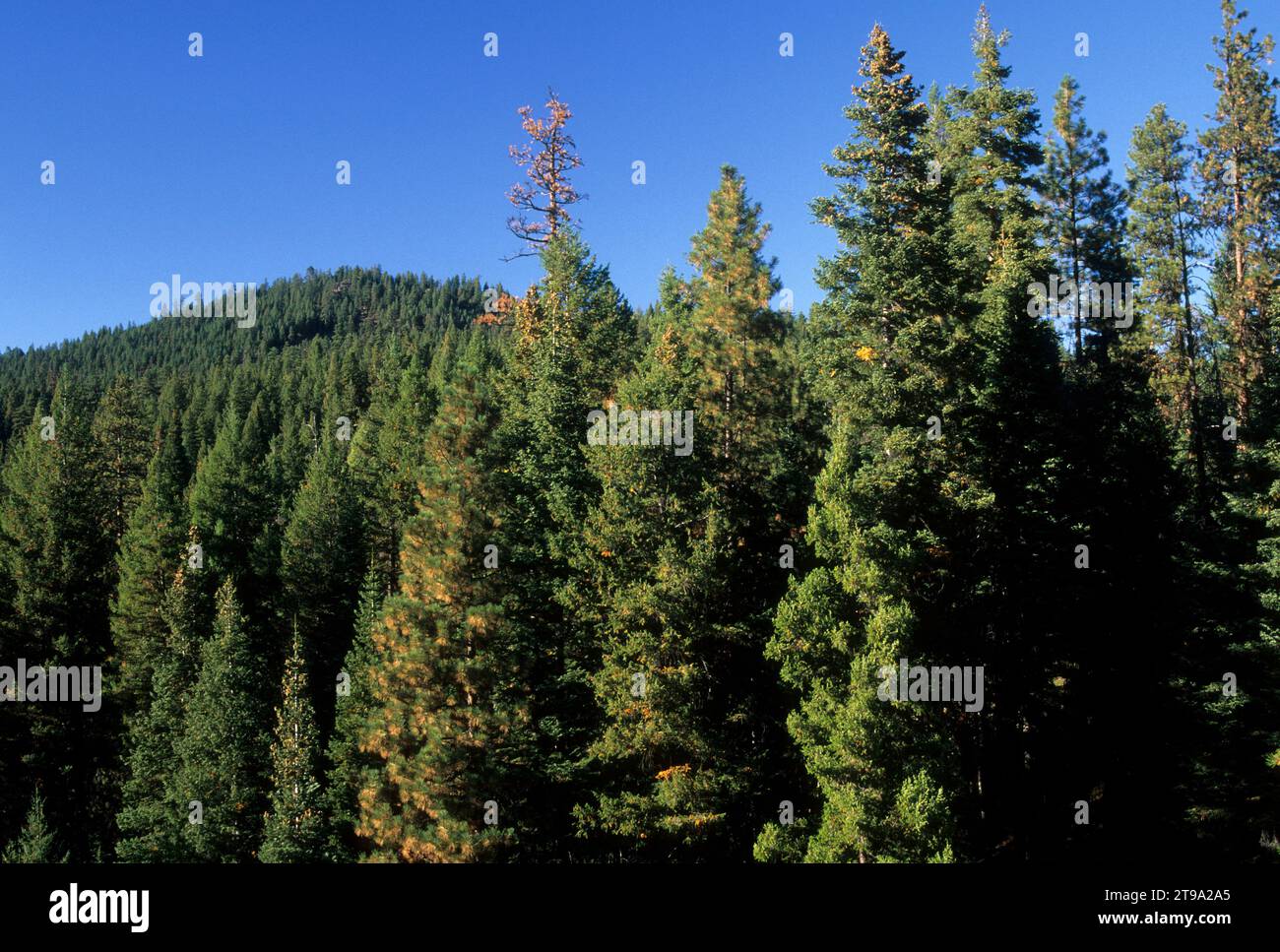 Forest, Malheur National Forest, Oregon Stock Photo - Alamy
