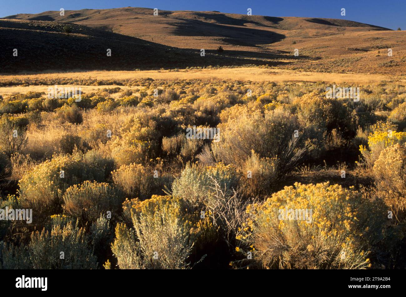 Rangeland east of Paulina, Crook County, Oregon Stock Photo - Alamy