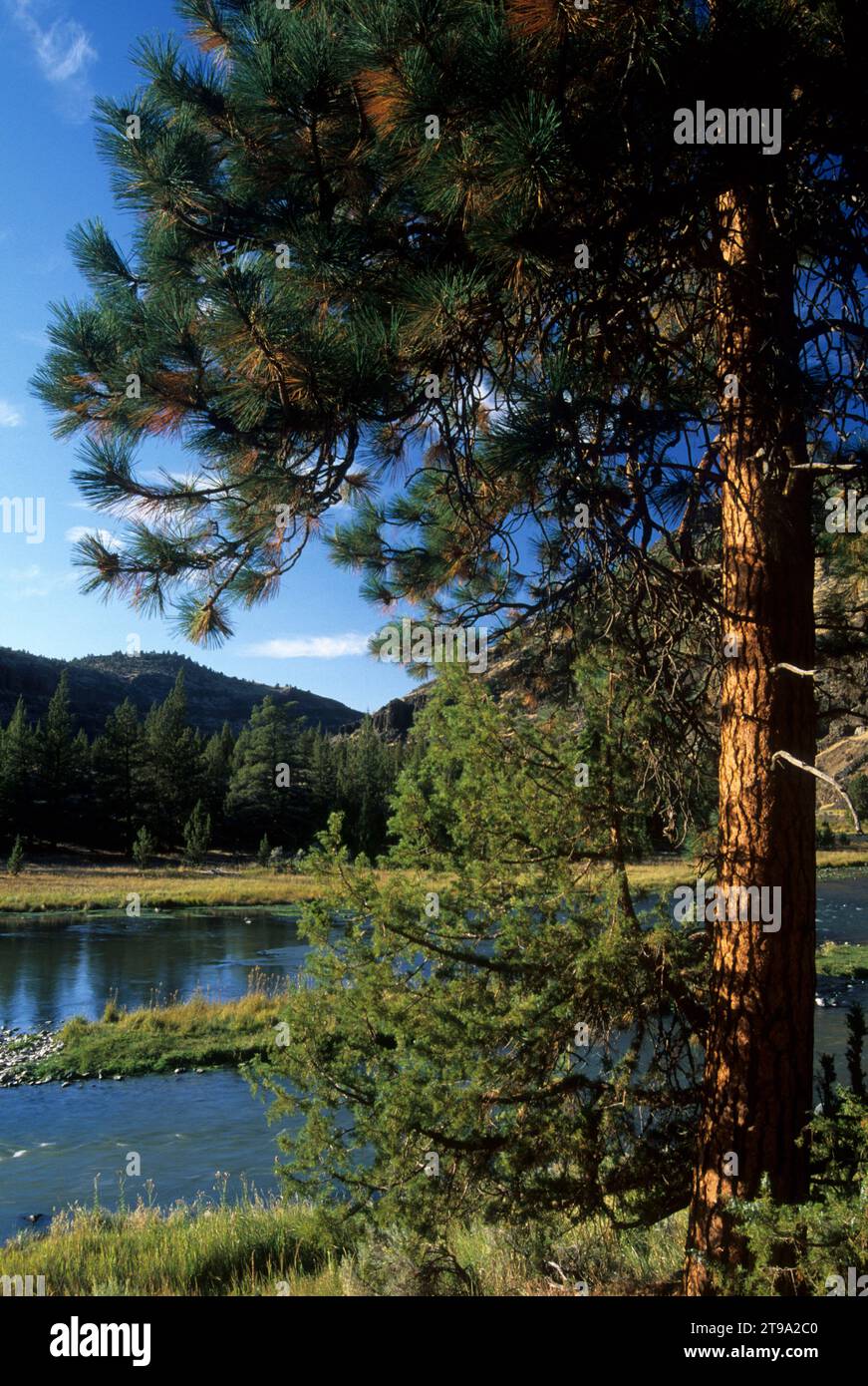 Ponderosa pine (Pinus ponderosa) in Crooked River canyon, Crooked Wild ...