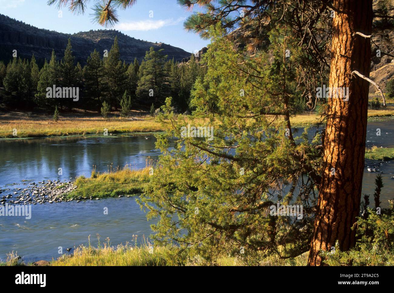 Ponderosa pine (Pinus ponderosa) in Crooked River canyon, Crooked Wild ...