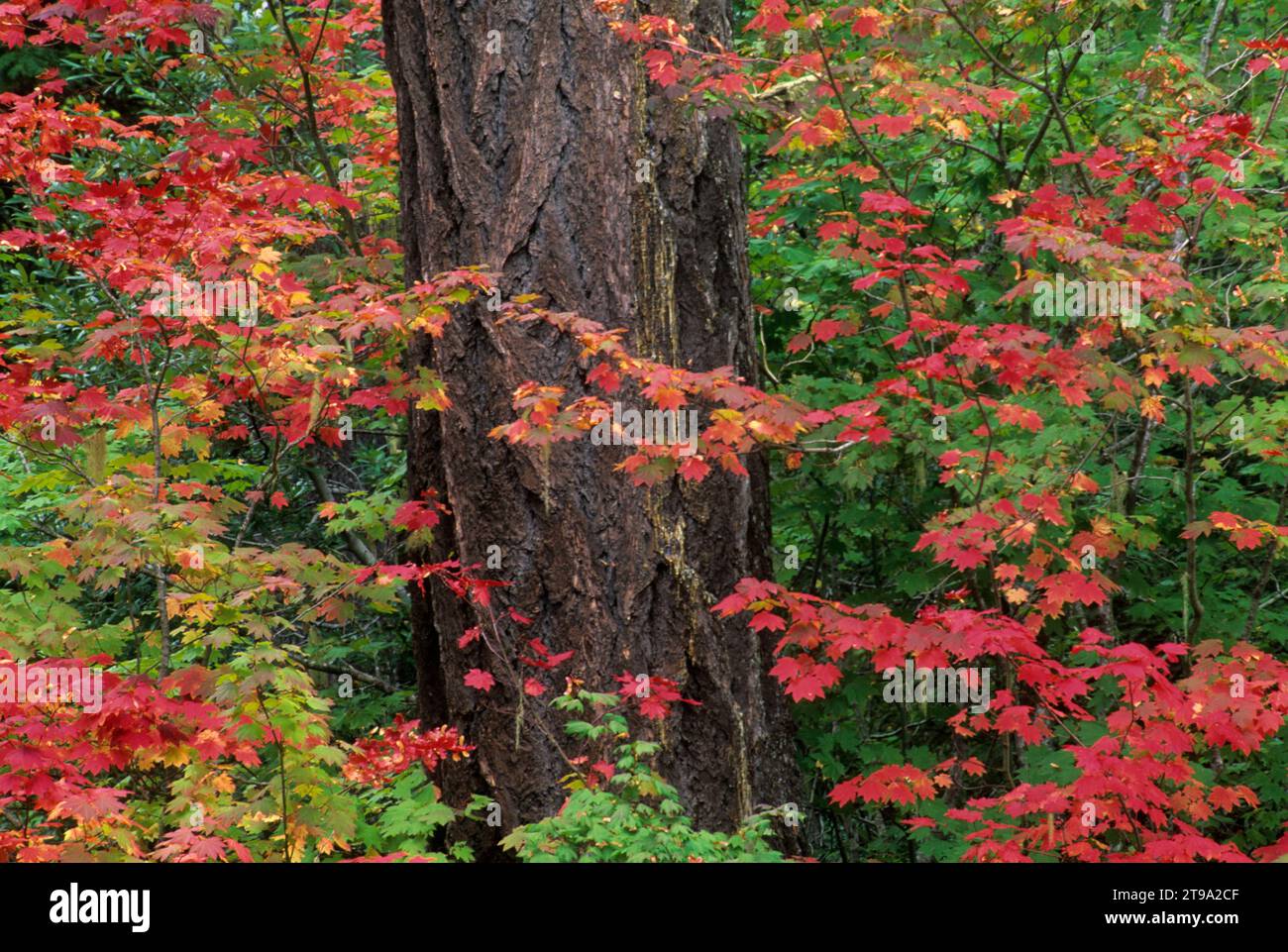 Vine maple & Douglas fir at Clear Lake, Willamette National Forest ...