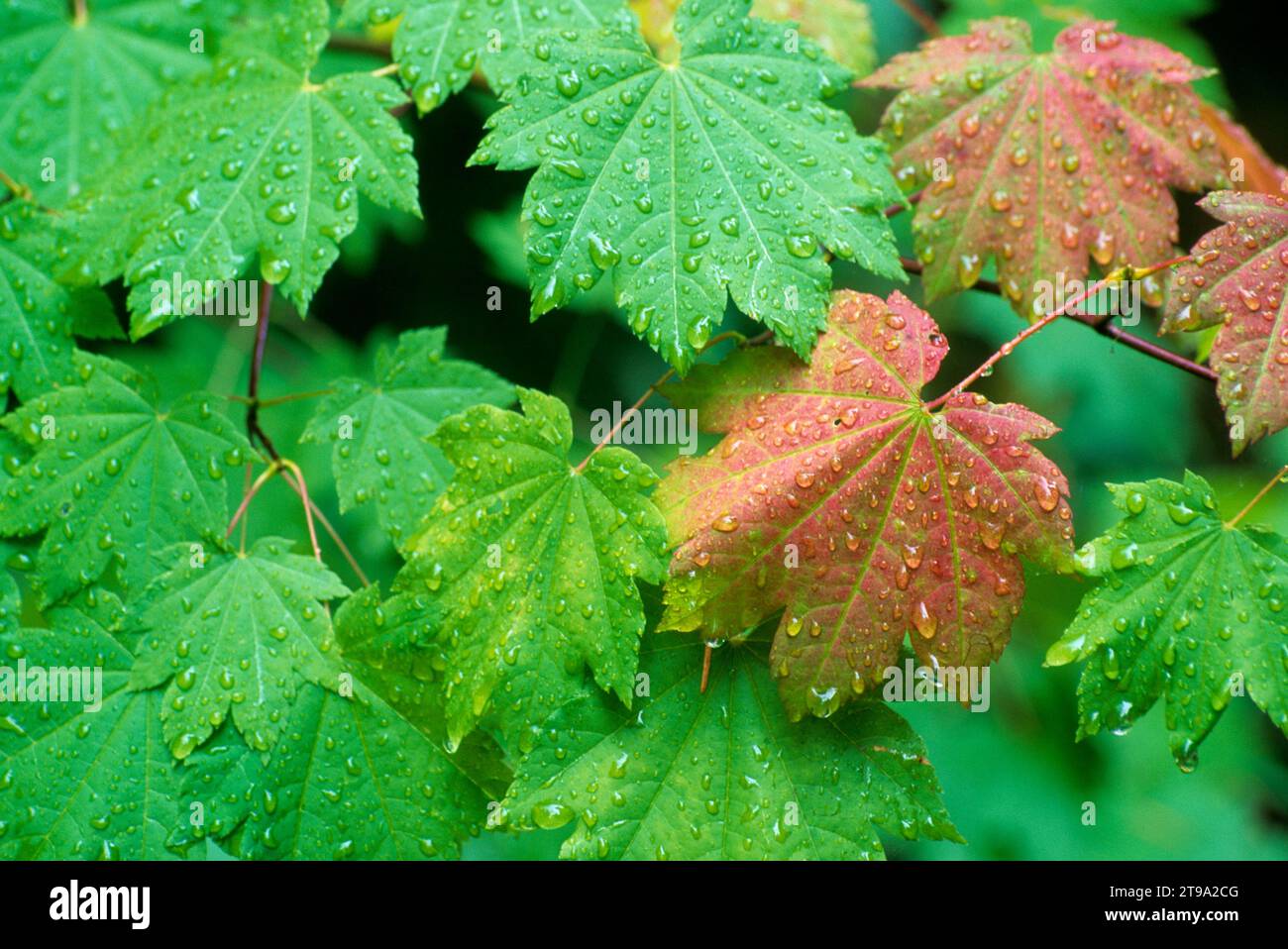 Vine maple at Clear Lake, Willamette National Forest, Oregon Stock ...