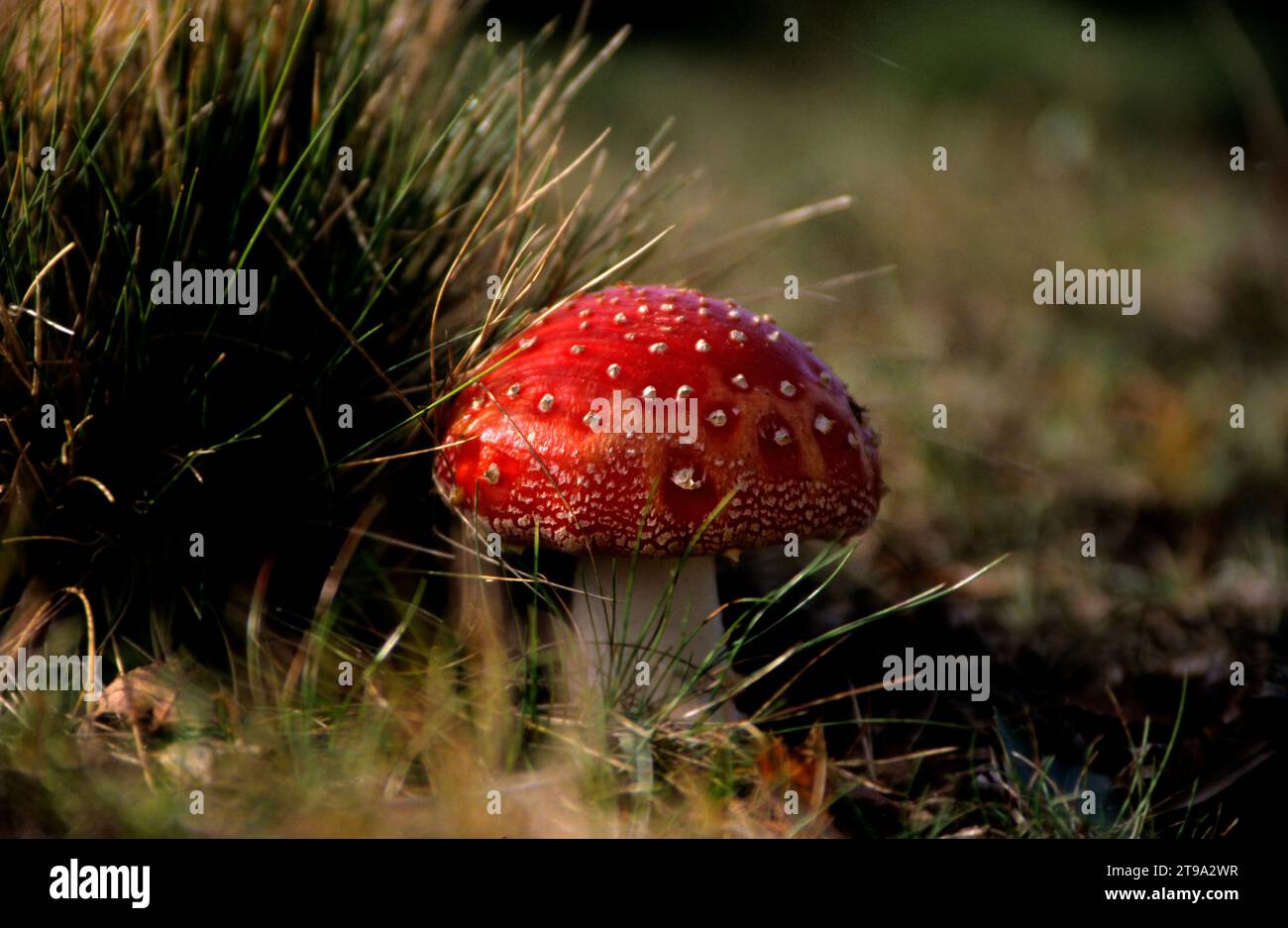 Amanita muscaria mushroom (fly agaric) red mushroom Stock Photo - Alamy