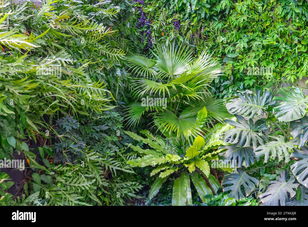Cluster of various tropical plants, green leaves layout. Nature spring ...