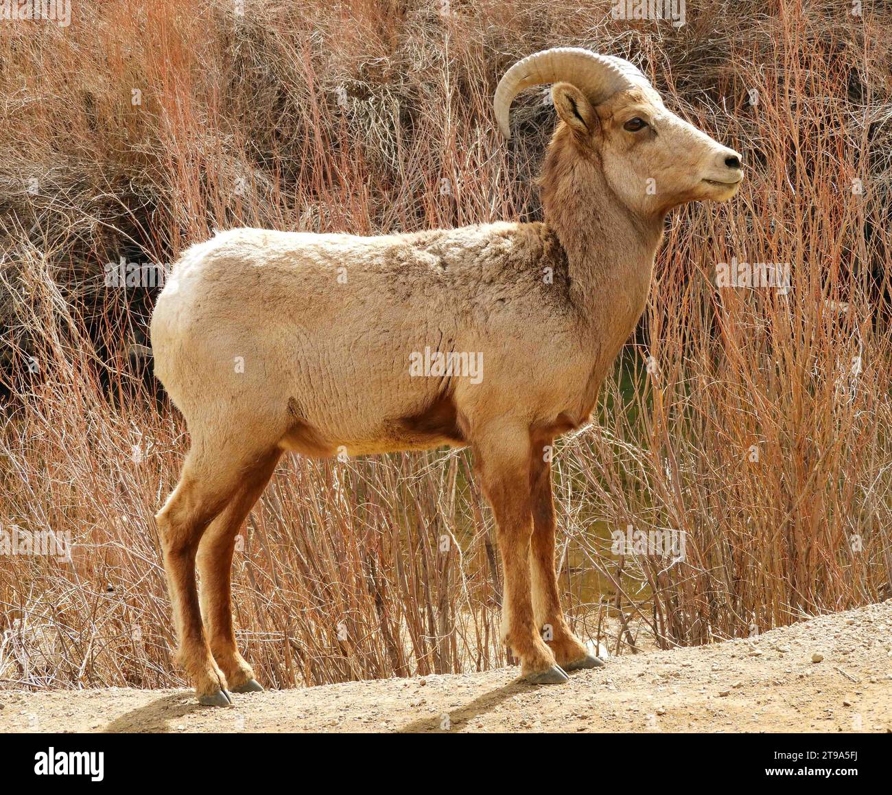 rocky mountain bighorn sheep ram standing along the south platte river ...