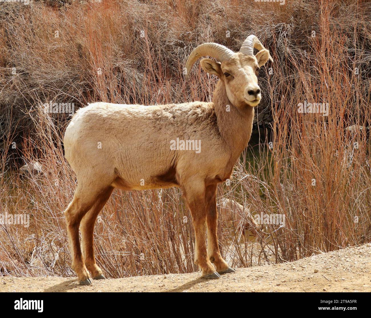 rocky mountain bighorn sheep ram standing along the south platte river ...