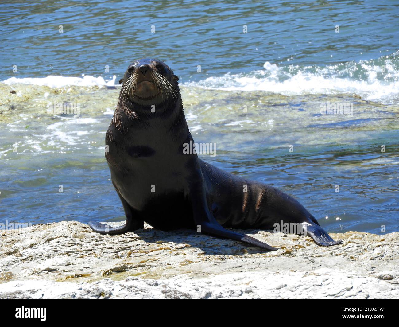 new zealand fur seal sunbathing on the limestone rocks along the scenic ...
