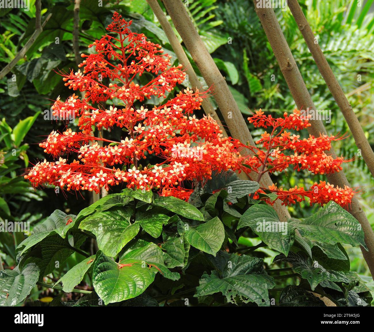 Flaming glorybower hi-res stock photography and images - Alamy