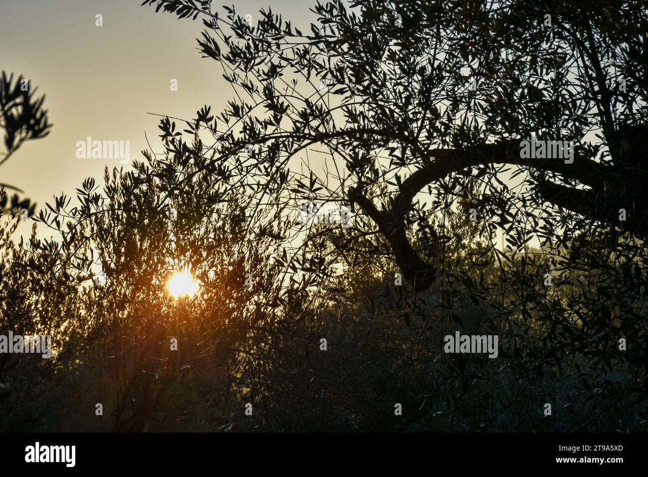 Olive tree silhouette hi-res stock photography and images - Alamy