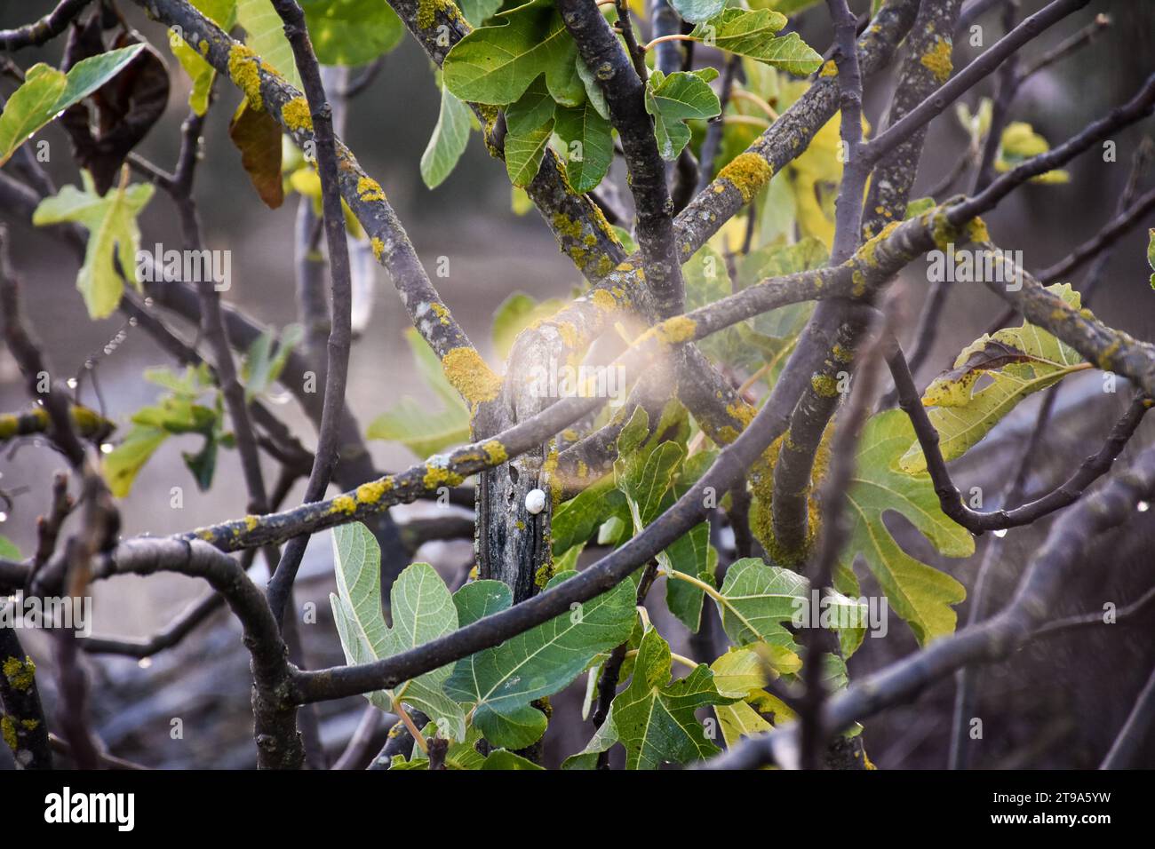 Fig tree in forest hi-res stock photography and images - Alamy