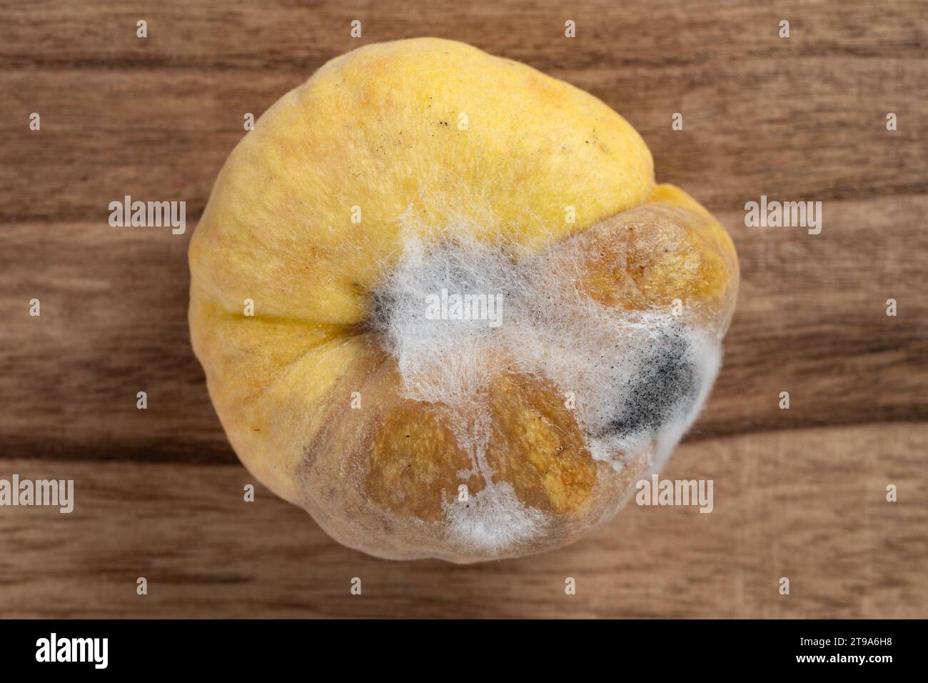top view badly rotten and moldy peento Stock Photo - Alamy