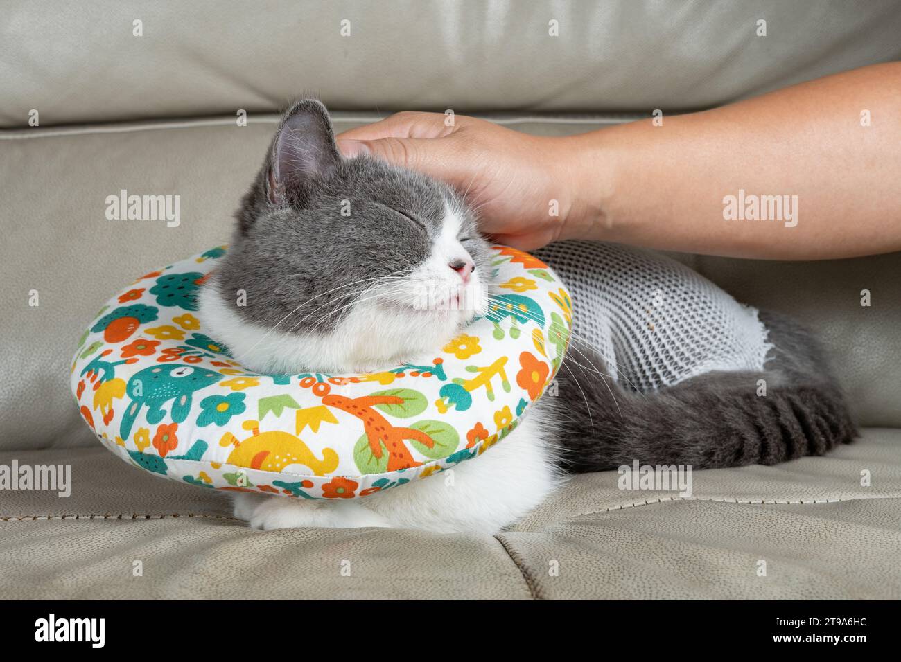 man gently stroking a british shorthair cat who is healing from an ...