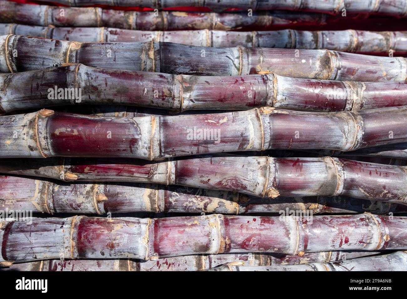Pieces of sugarcane hi-res stock photography and images - Alamy