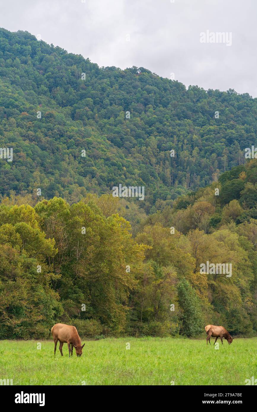 Native american appalachian mountain hi-res stock photography and ...