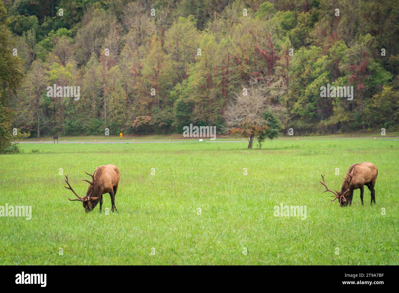 Elk great smoky mountains national park hi-res stock photography and ...