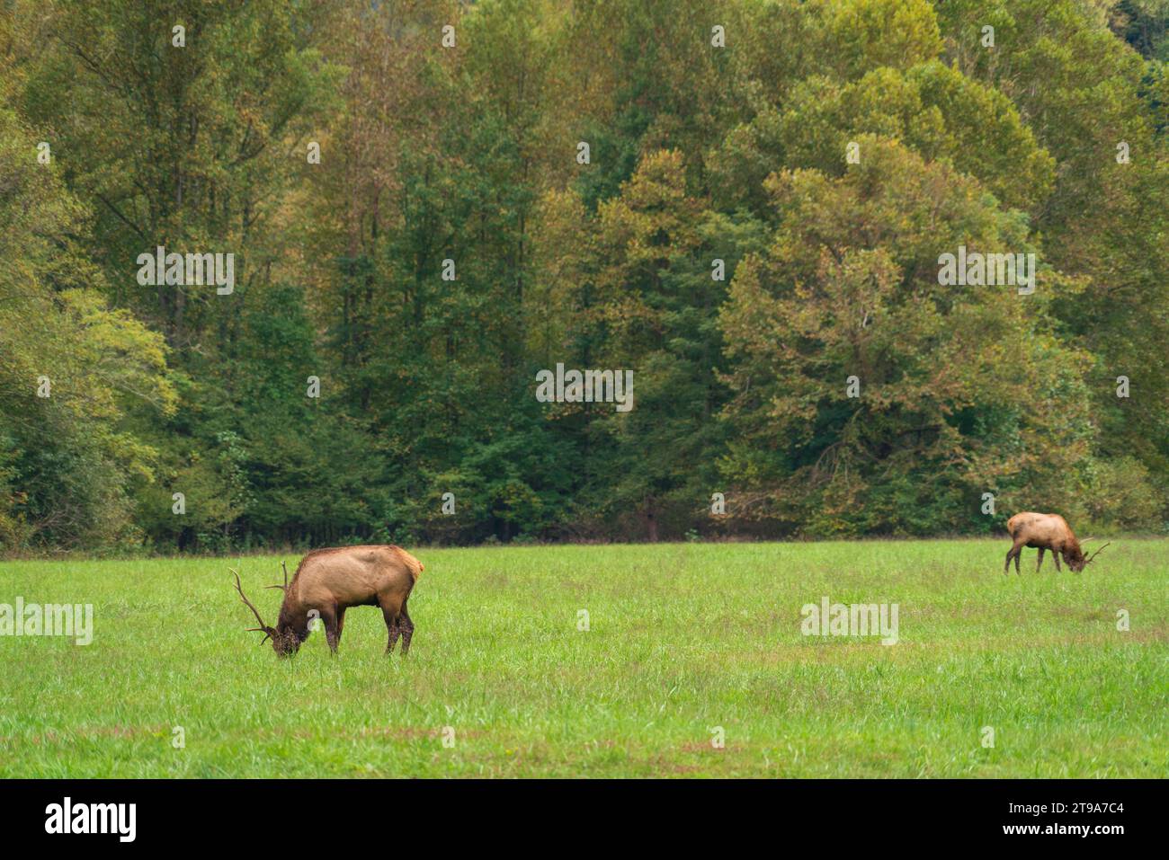 Native american appalachian mountain hi-res stock photography and ...