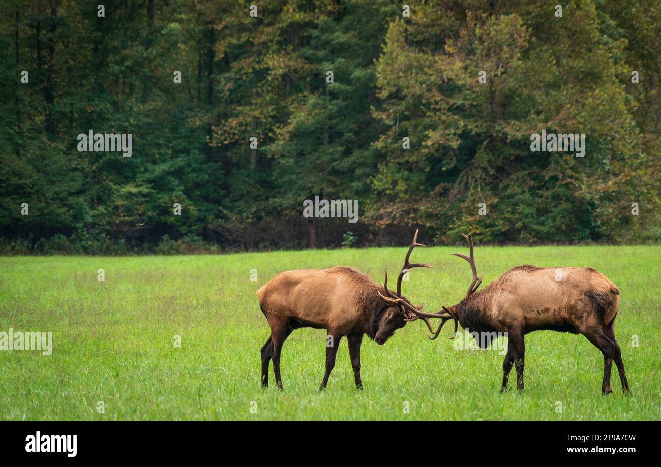 Elk in Great Smoky Mountains National Park, North Carolina Stock Photo ...