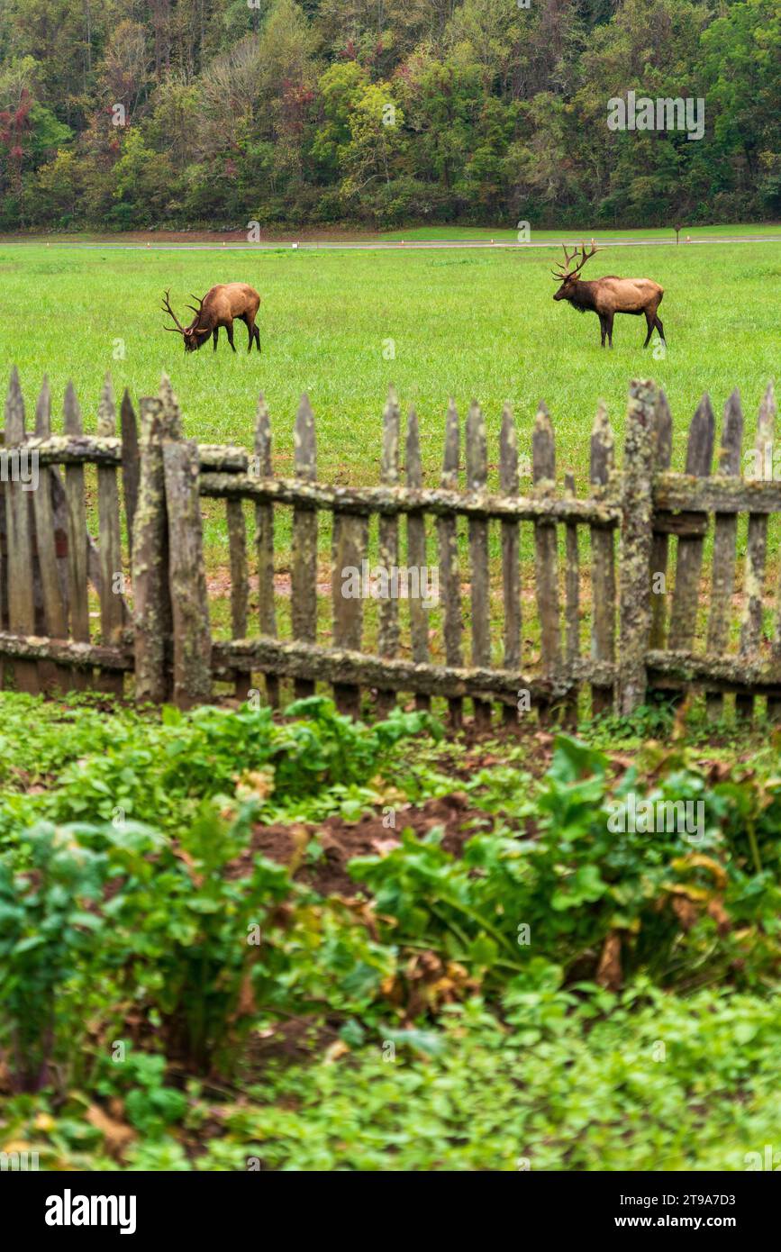 Native american appalachian mountain hi-res stock photography and ...