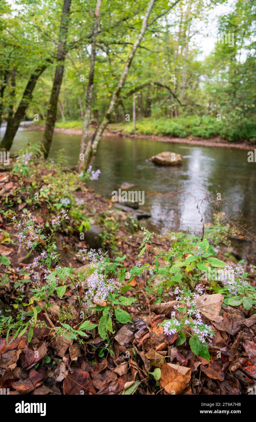 Mountain stream, Great Smoky Mountains National Park, North Carolina ...