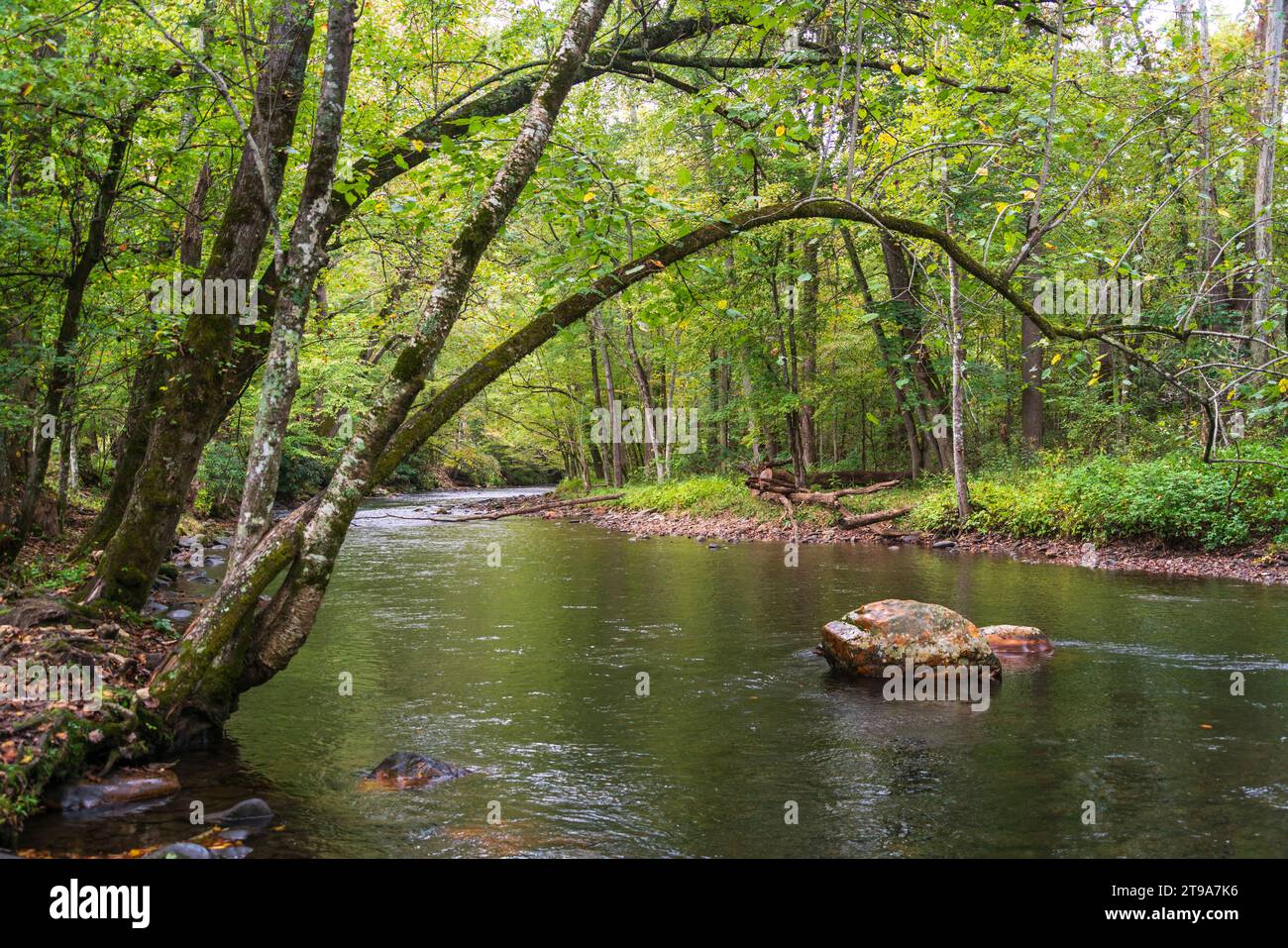 Mountain stream, Great Smoky Mountains National Park, North Carolina ...