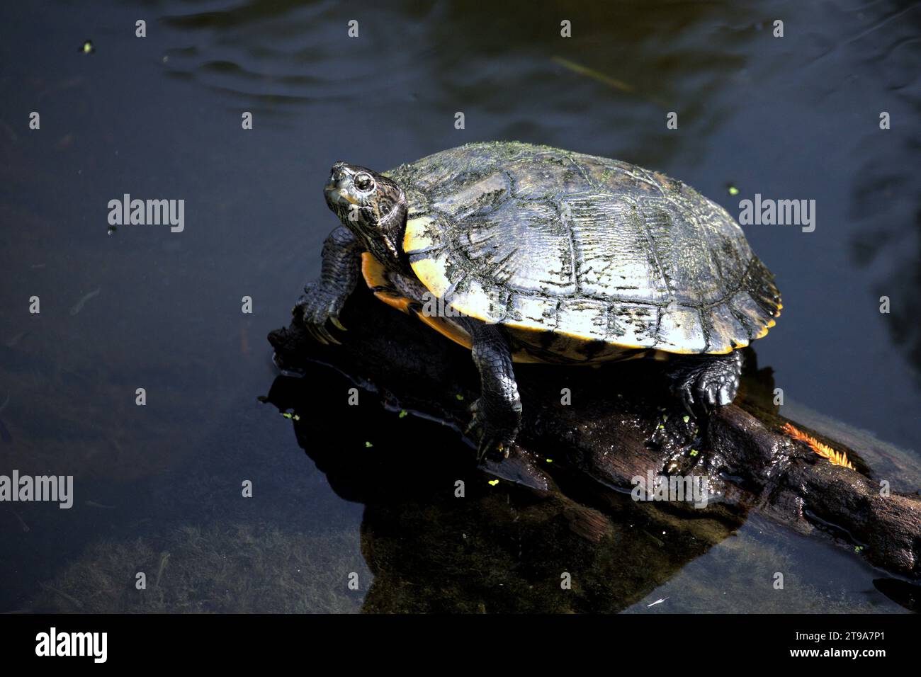 A green sea turtle perched atop a log floating in a tranquil body of ...