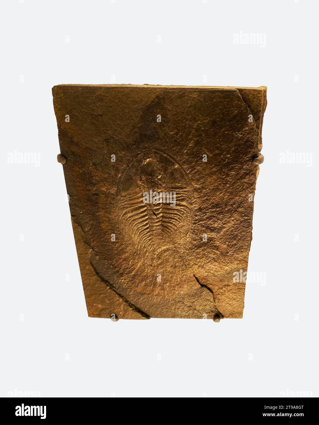 Trilobites hi-res stock photography and images - Alamy