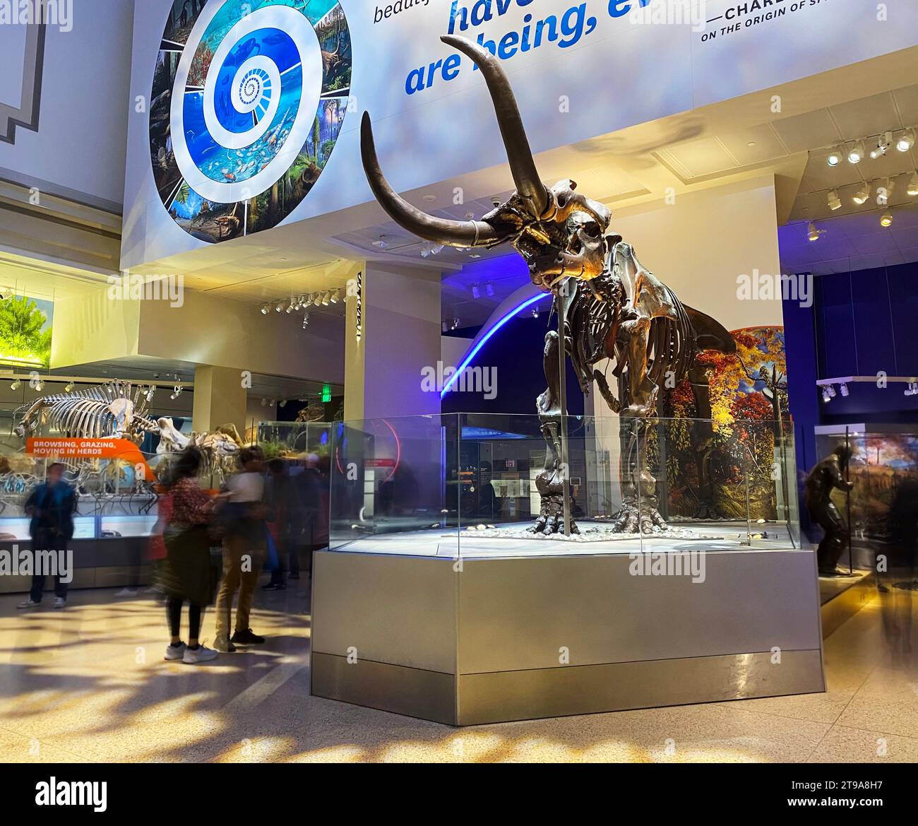 American mastodon fossil skeleton in the newly renovated Hall of ... American mastodon fossil skeleton in the newly renovated Hall of ...