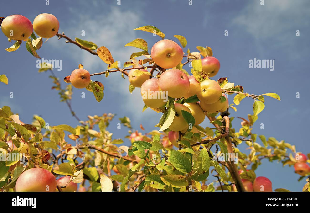 apple orchard harvest in autumn on sky background. apple orchard ...