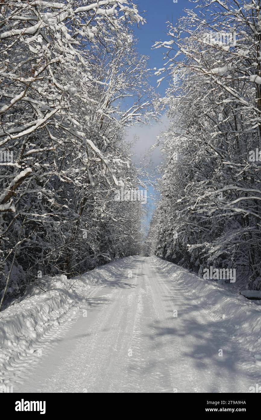 The snow-covered forest lined up on both sides of the winter road and ...