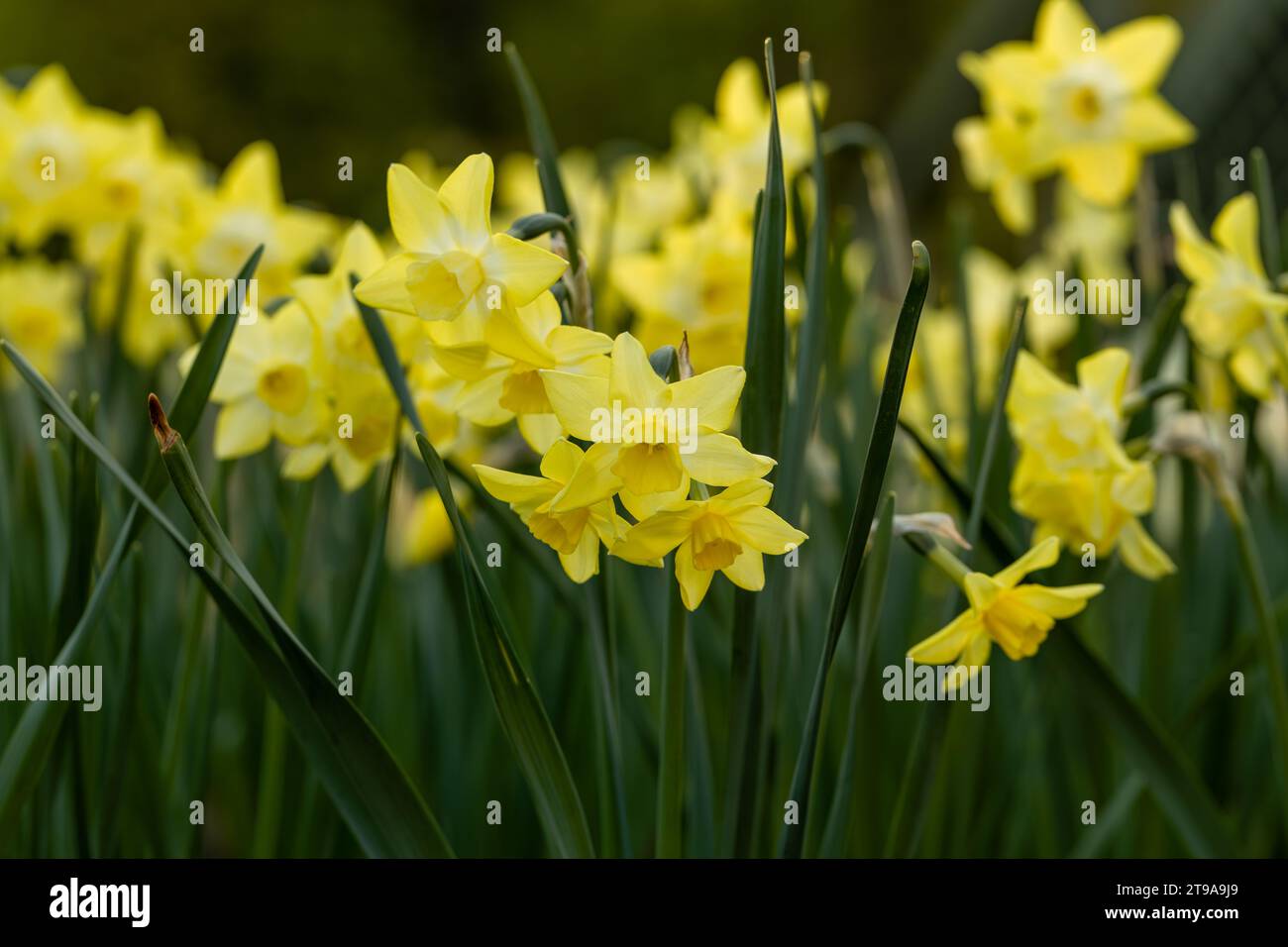 Yellow Narcissus Pipit (Narcissus poeticus) in garden Stock Photo - Alamy