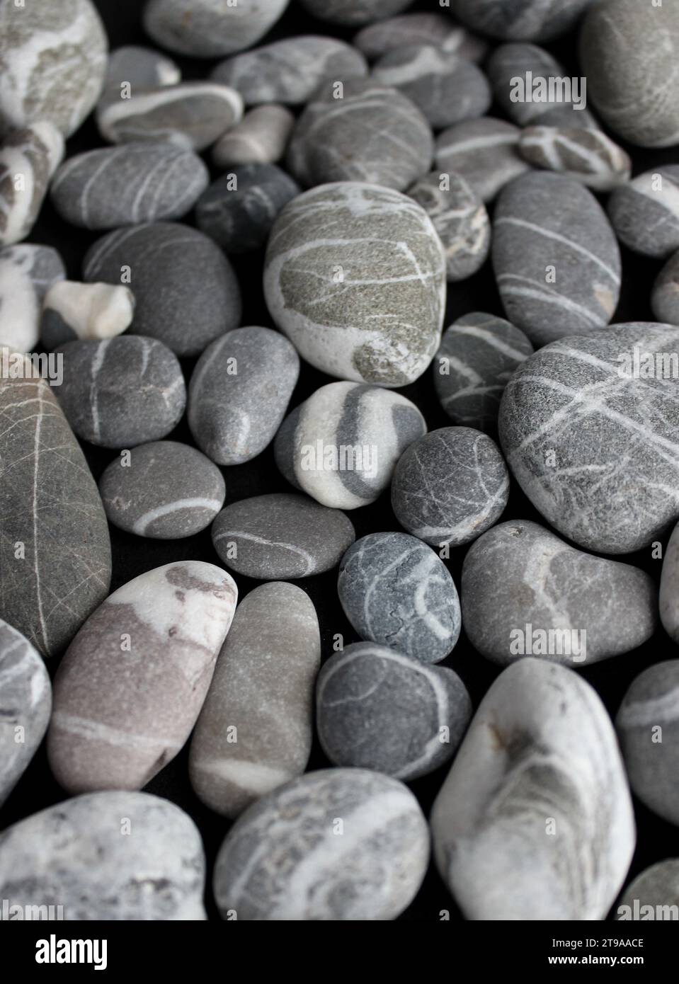 Different in size gray pebble stones with quartz layers inside for ...