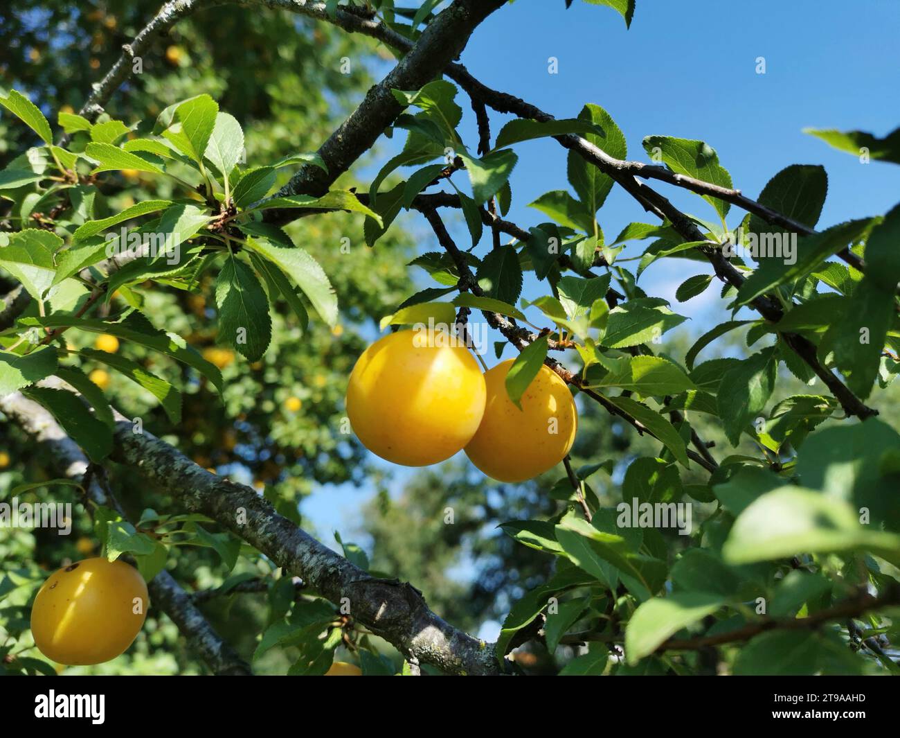 The yellow plums hanging from a tree branch Stock Photo - Alamy