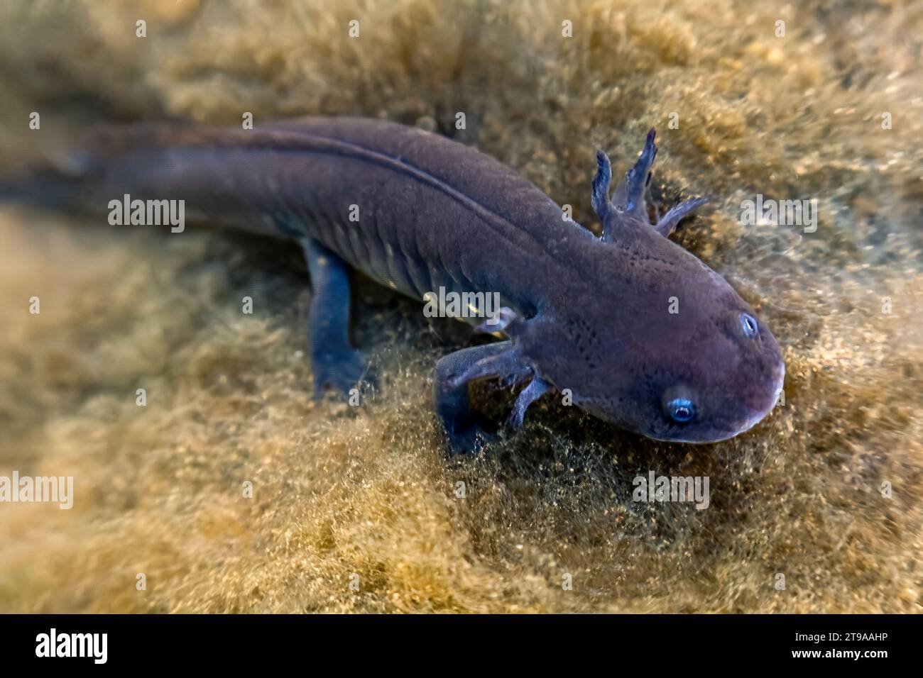 An Grey axolotl in Mexican waters, showcasing its unique terrestrial ...