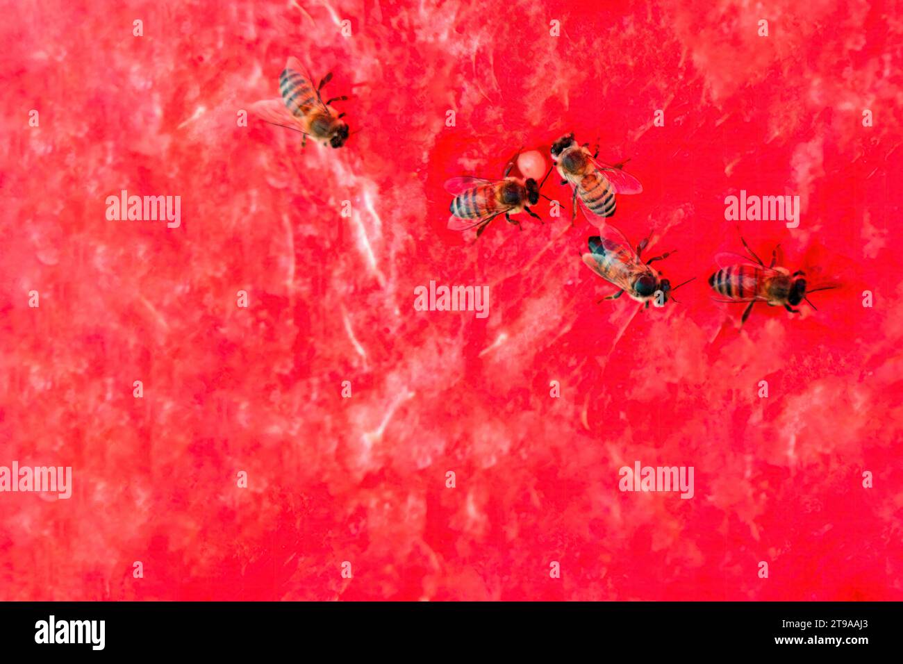 A close-up view of a juicy watermelon slice surrounded by bees ...