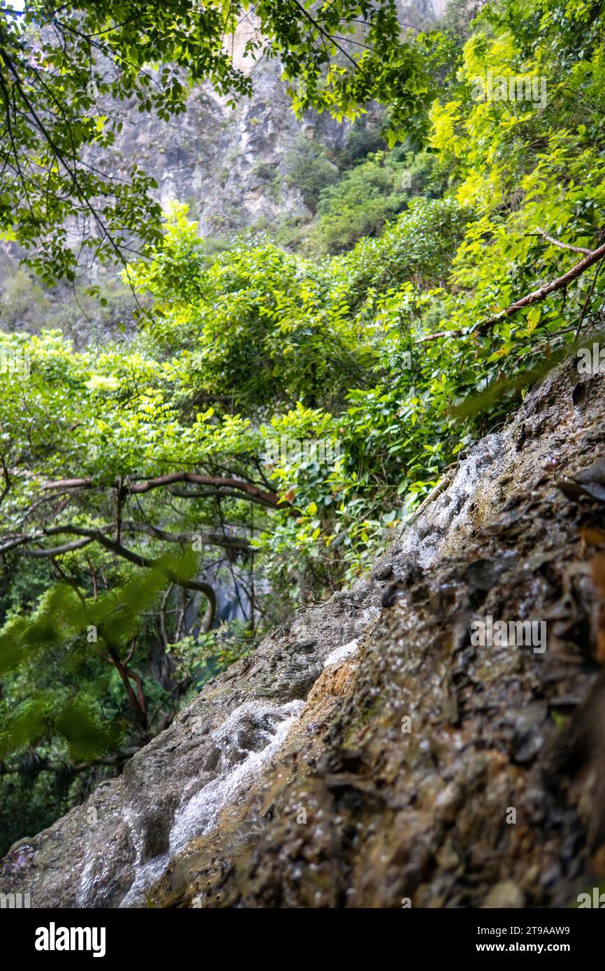 Explore the tranquility of a riparian landscape, with lush vegetation ...