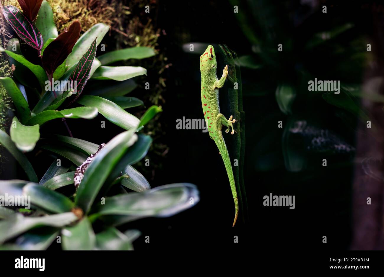 Cute little lizard on the window aquarium with reflection. Reptiles in ...