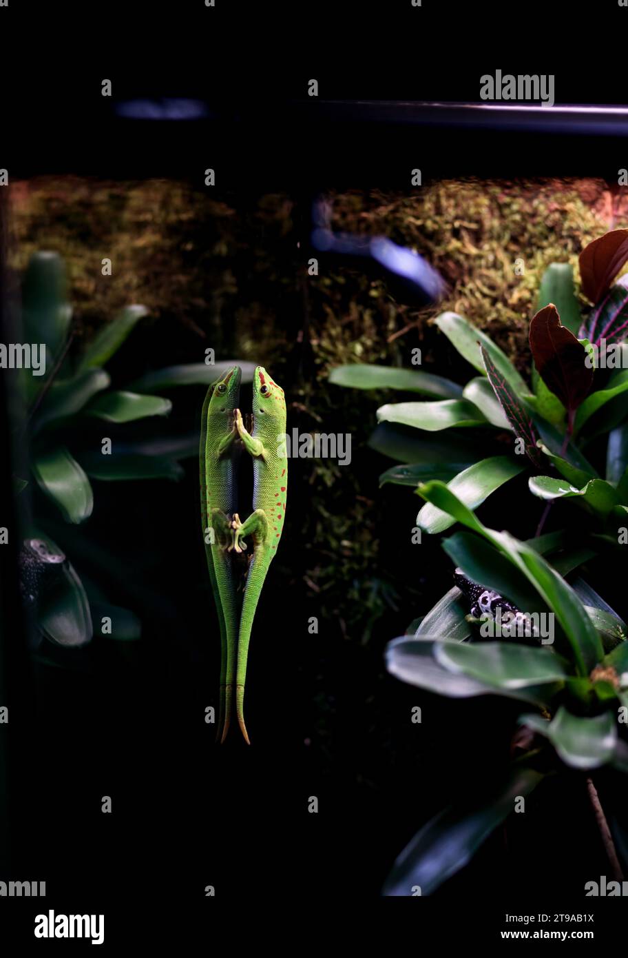 Cute Wild lizard in an aquarium in the zoo Stock Photo - Alamy