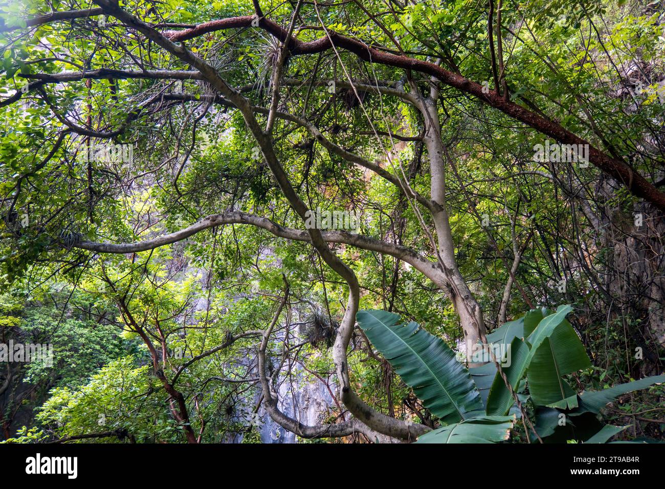 Discover the beauty and complexity of plant life, from terrestrial ...