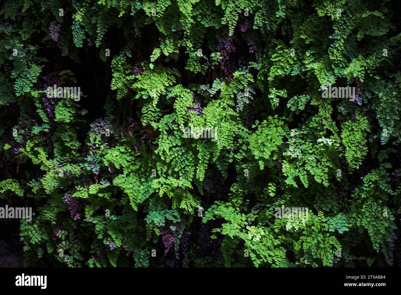 Terrestrial ecosystems hi-res stock photography and images - Alamy