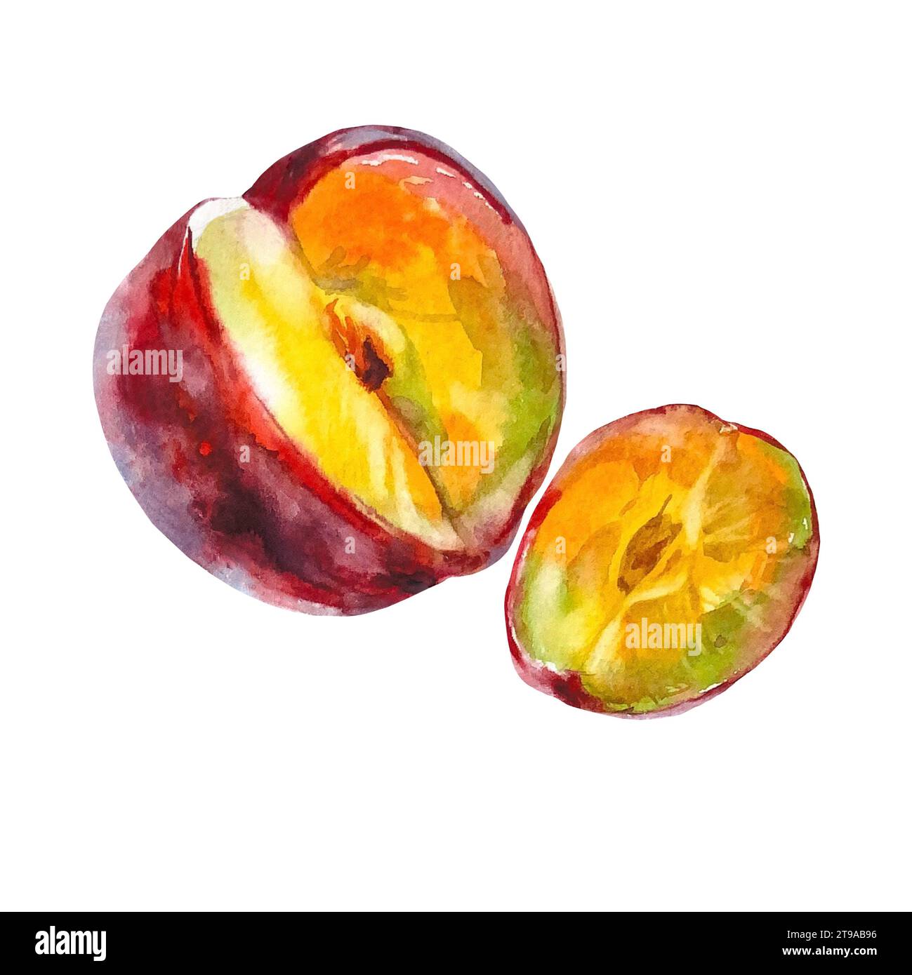 Plum drawing hi-res stock photography and images - Alamy