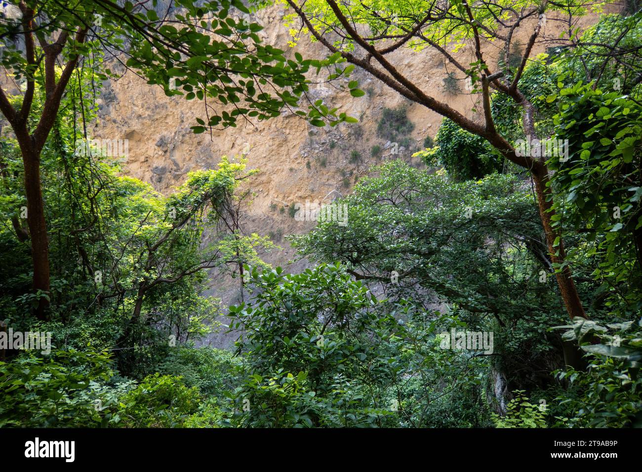 Discover the beauty and complexity of plant life, from terrestrial ...